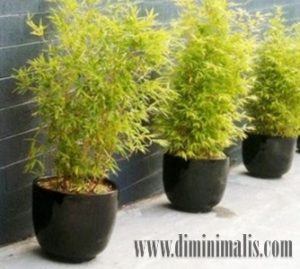 12 Jenis Bambu Hias Terpopuler